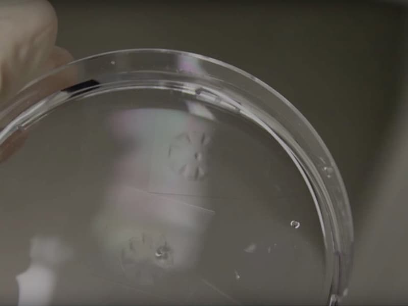 Waag | Cellular Propeller: Howard Boland, Lucas Evers