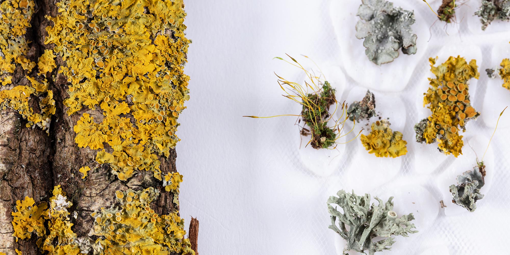 Waag | How to establish environmental commons