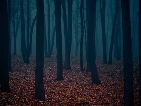 Wood Wide Web | Waag